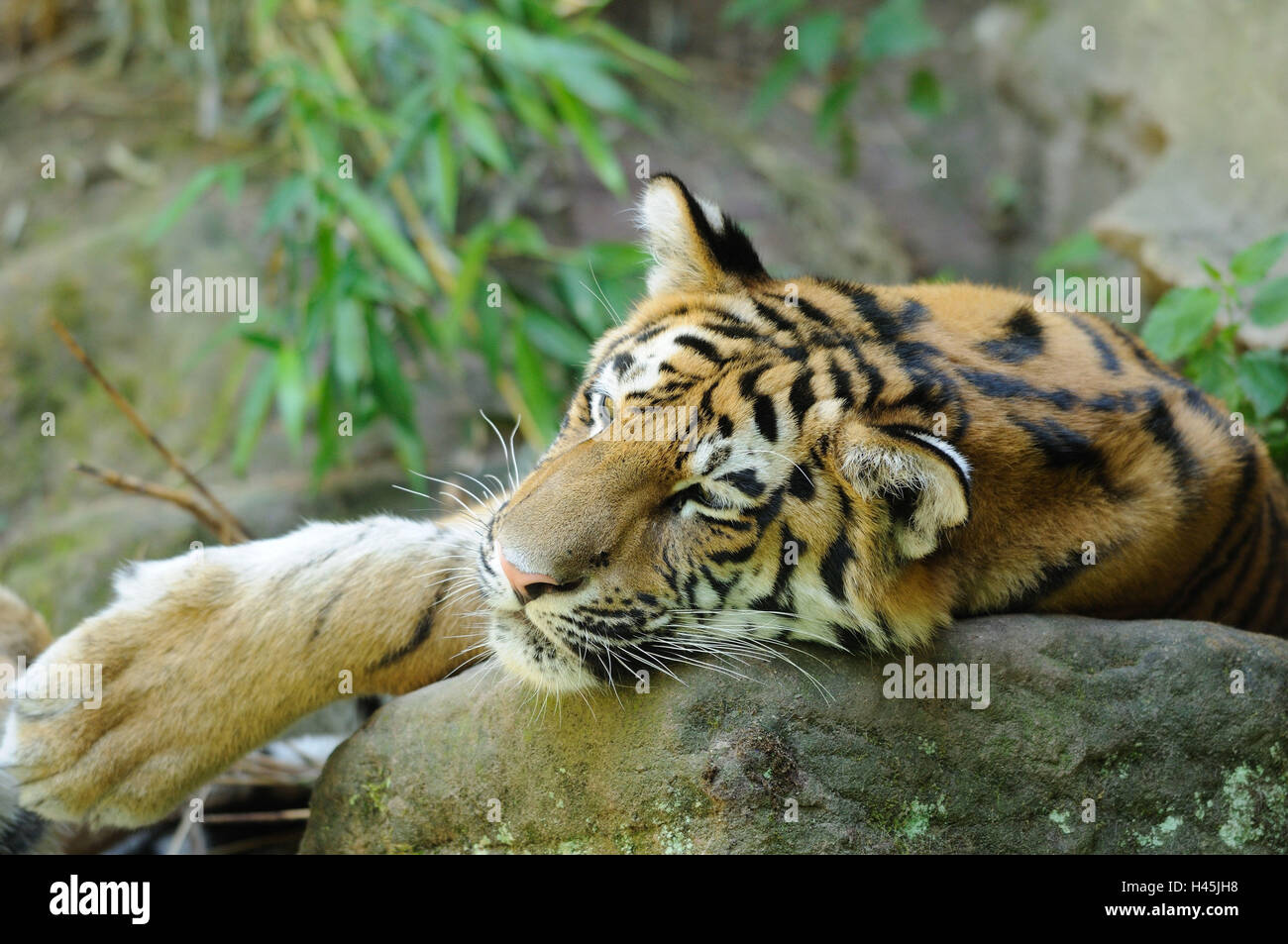 Siberian tiger, Panthera tigris altaica, half portrait, rock, lie ...