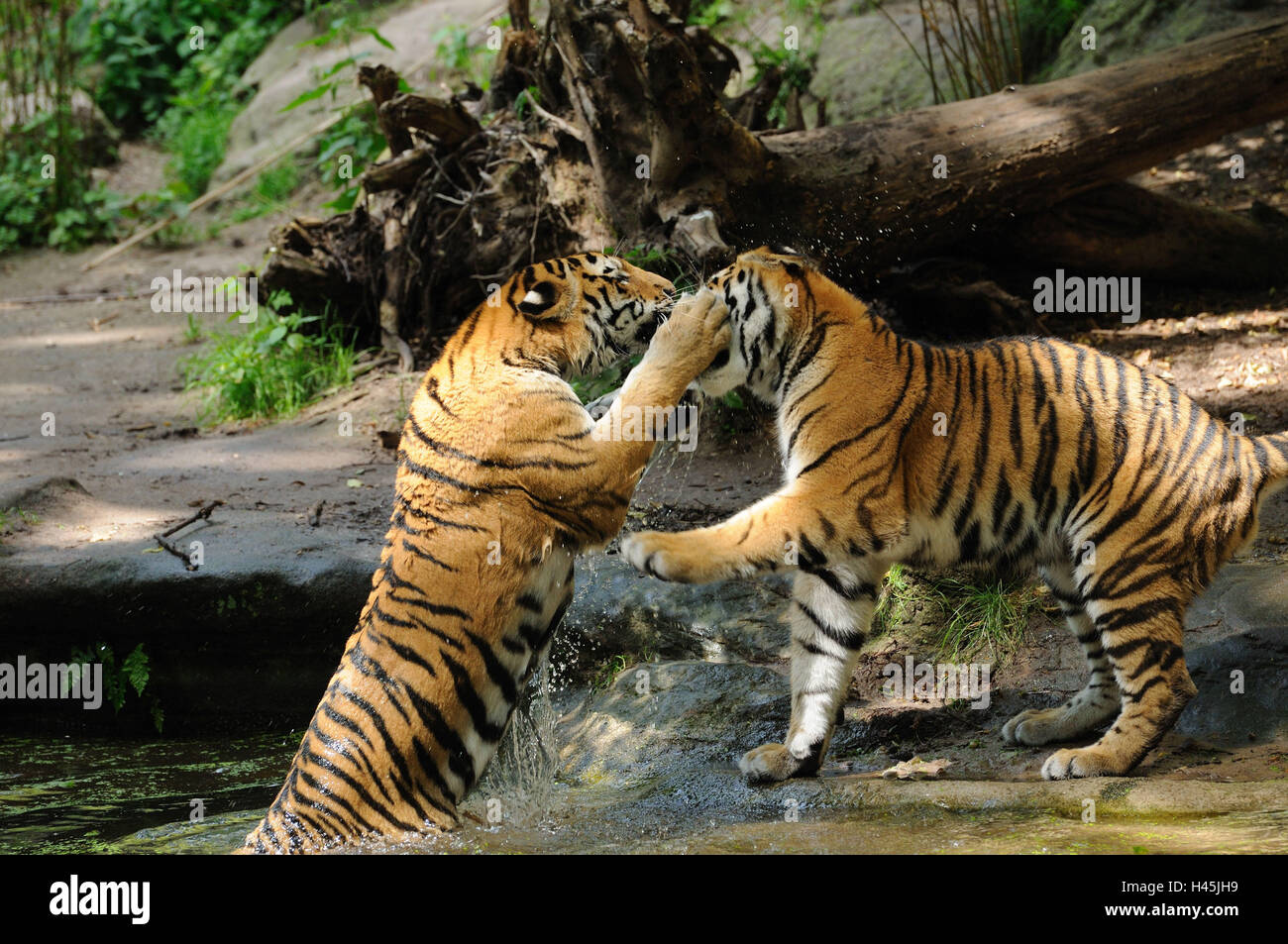 Siberian tigers, Panthera tigris altaica, water, shore, side view, play ...