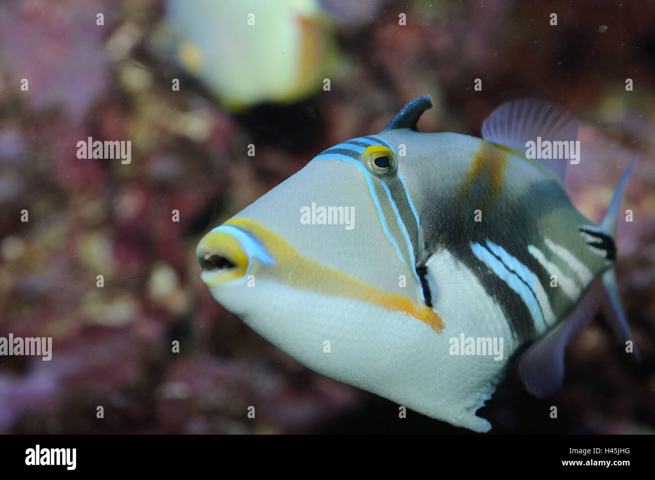 Lagoon triggerfish, Rhinecanthus aculeatus, underwater, side view ...