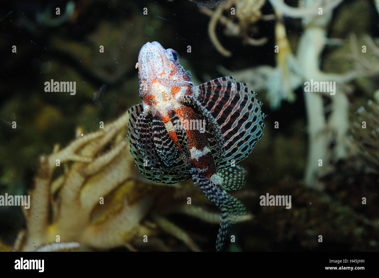 Red dwarf's fire fish, Dendrochirus brachypterus, underwater, head-on ...