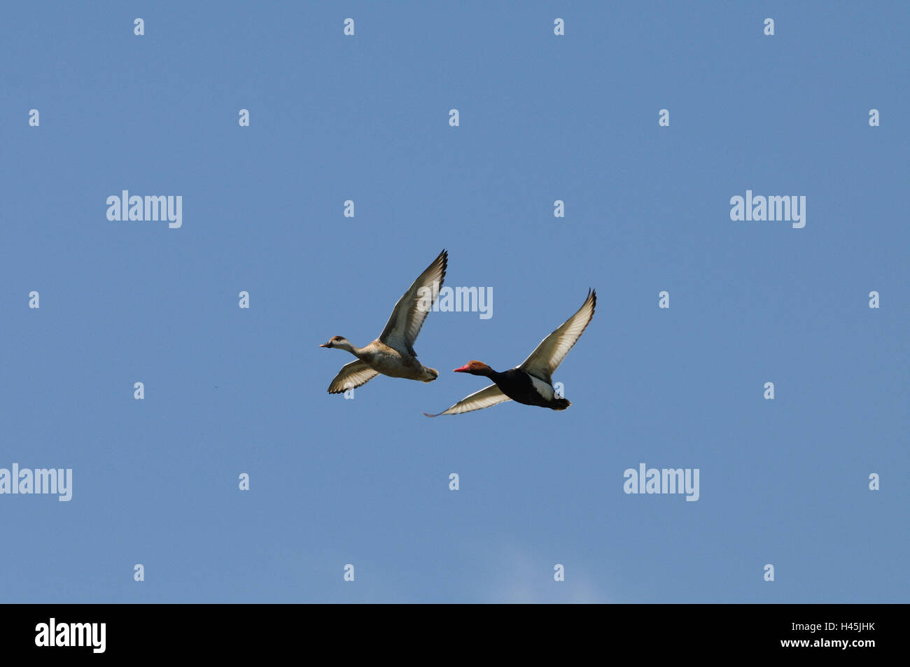 Flask duck, Netta rufina, heaven, fly, side view Stock Photo - Alamy