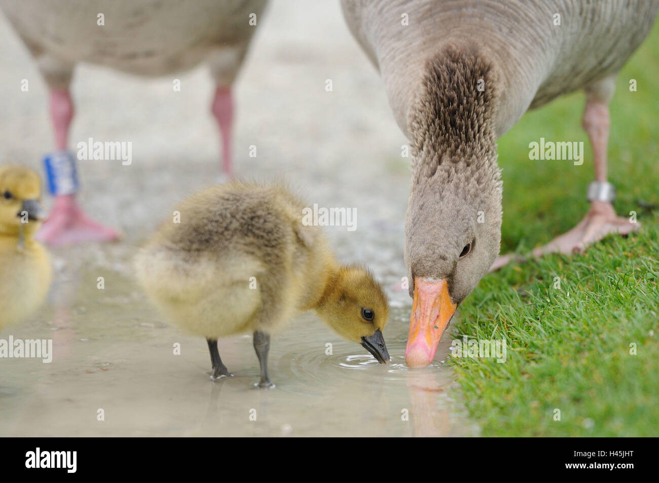 Greylag goose, Anser anser, water, side view, drinking Stock Photo - Alamy