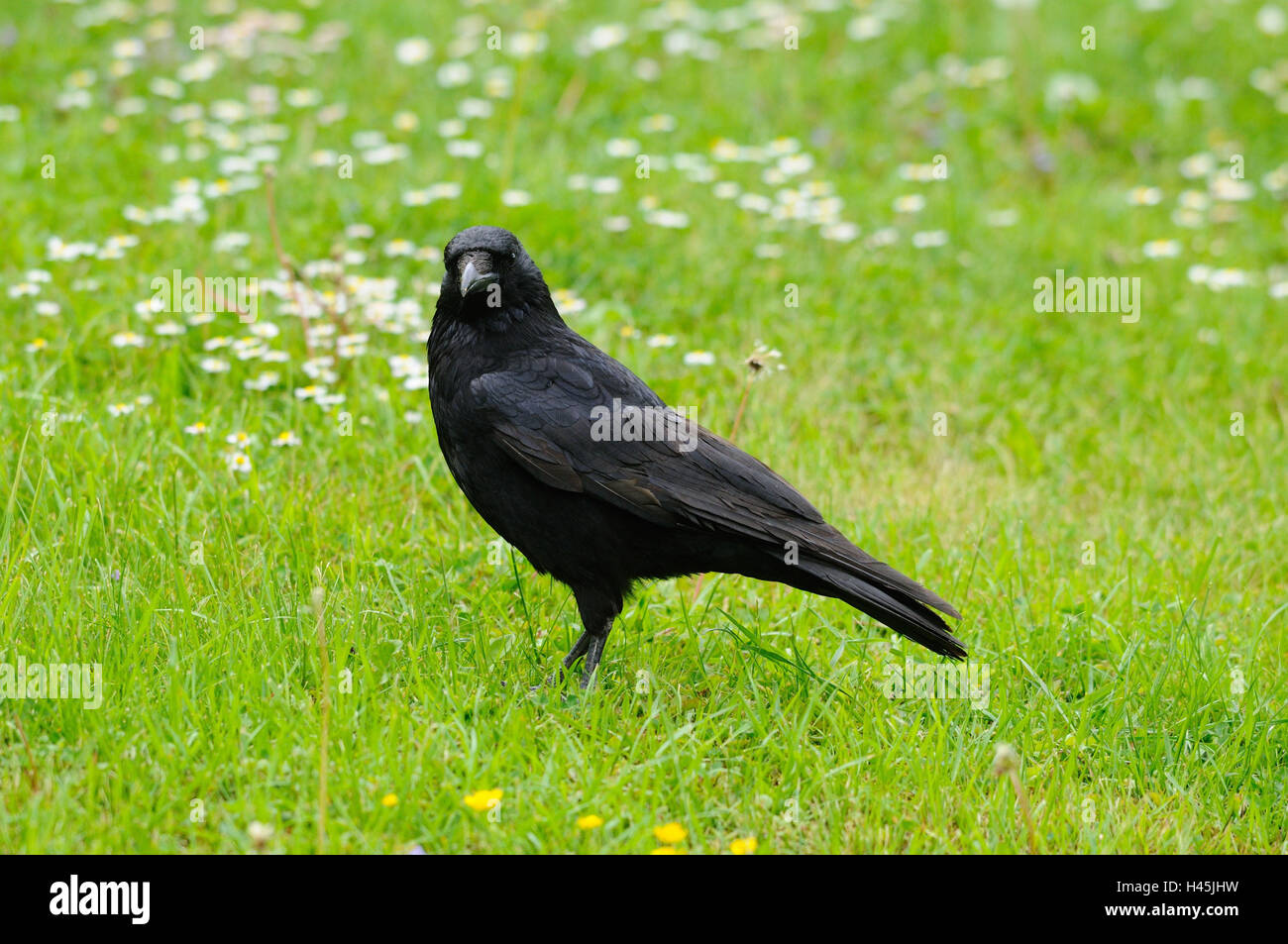 Crow side view hi-res stock photography and images - Alamy