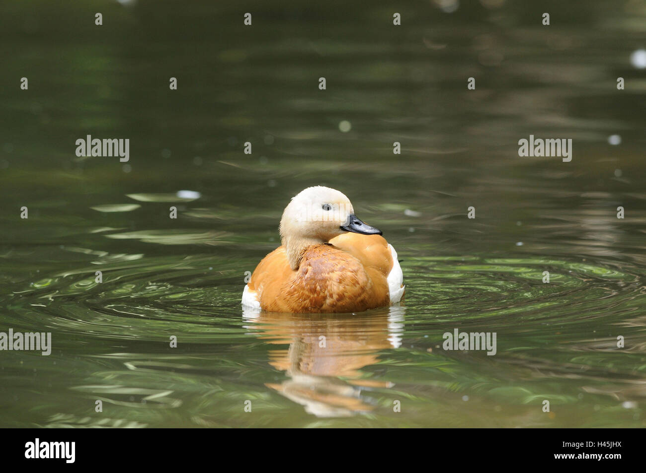 Rust goose, Tadorna ferruginea, water, have of a bath, head-on Stock ...