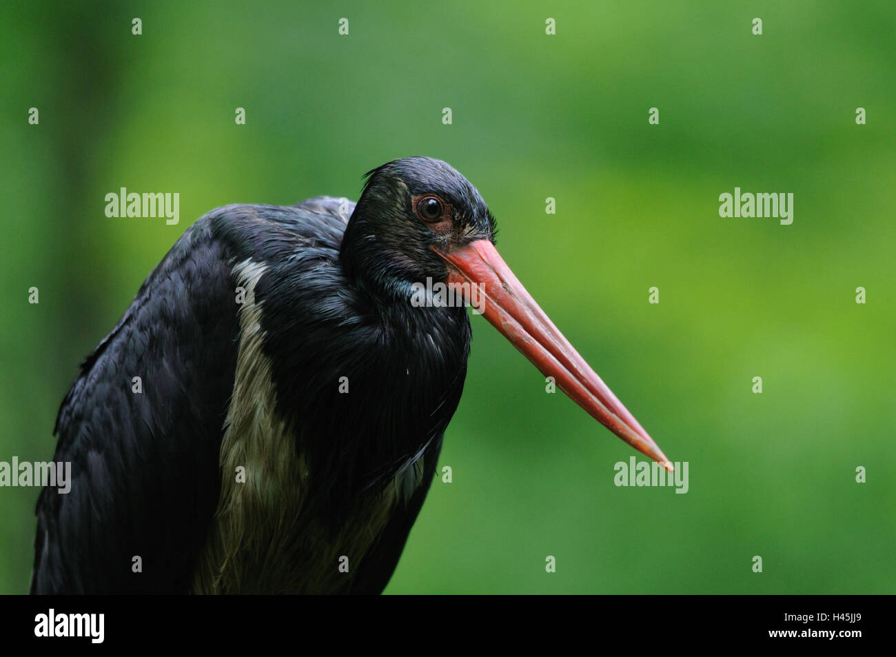 Black stork, Ciconia nigra, the Bavarian Forest, go, Head-on, view to ...