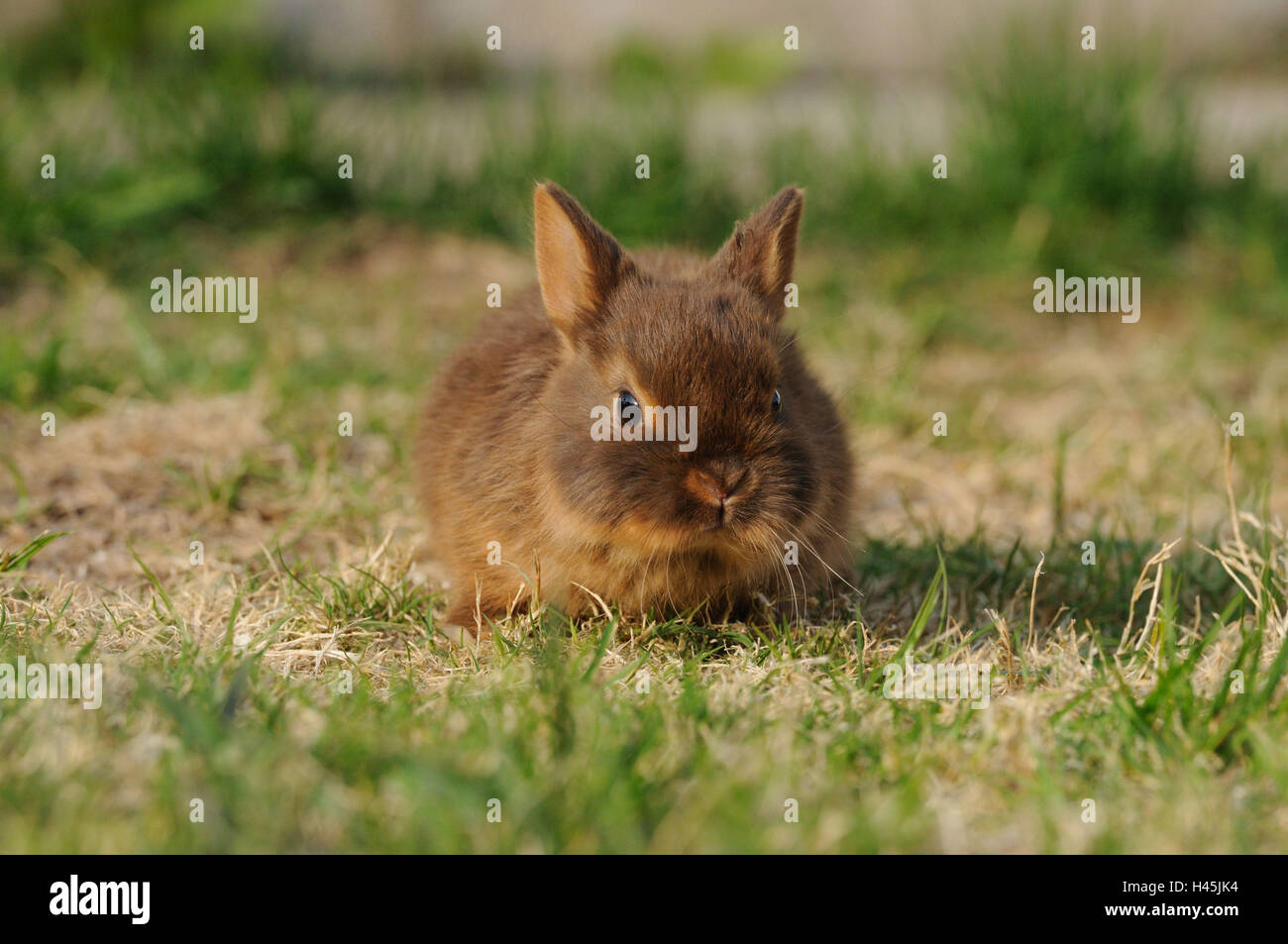 Netherland Dwarf Rabbit Grass High Resolution Stock Photography and ...