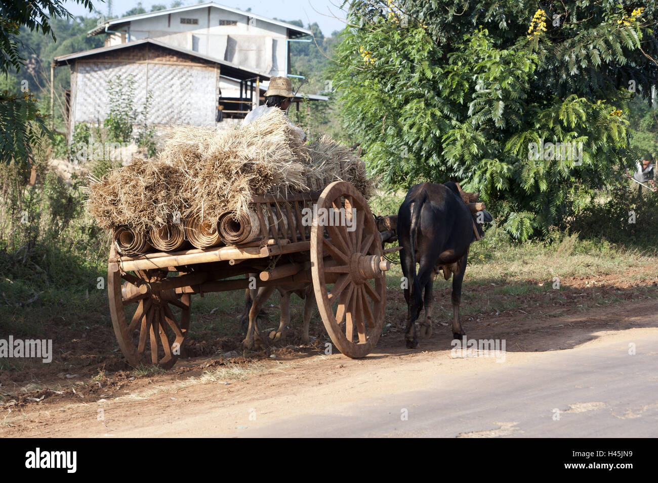 Myanmar, ox's carts by the roadside Stock Photo - Alamy