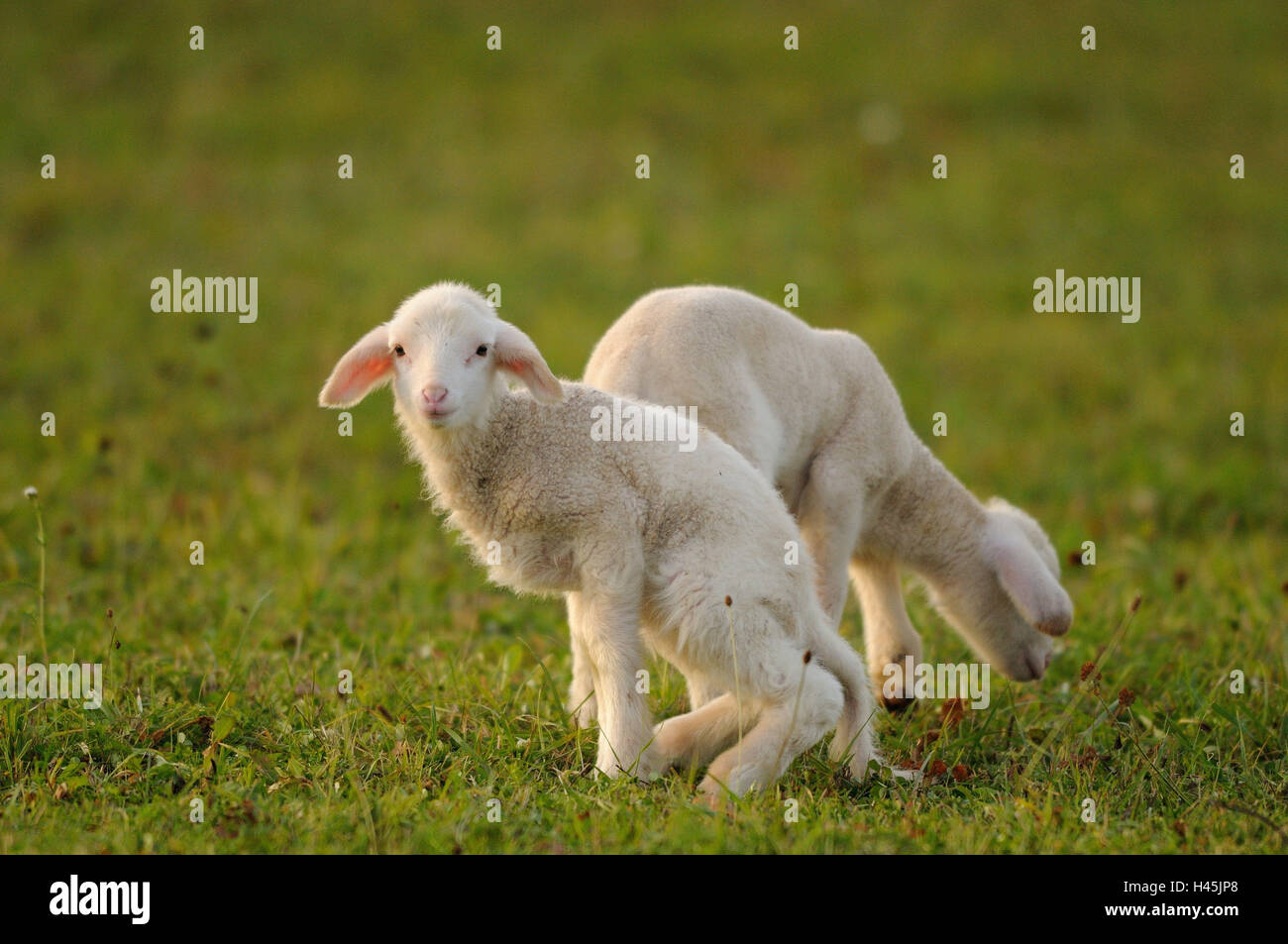 Domestic sheep, Ovis orientalis aries, young animals, meadow, side view ...