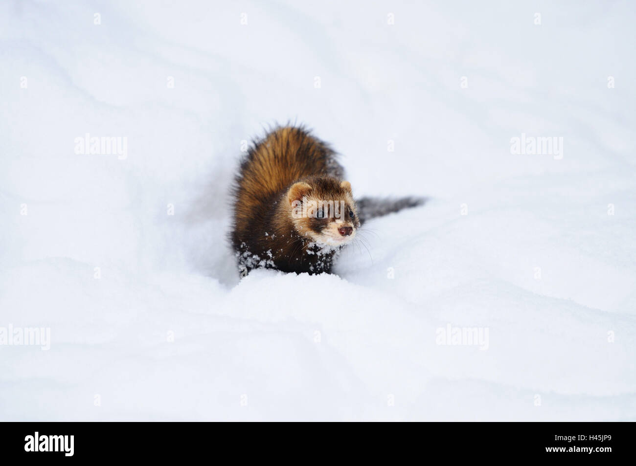 European polecat, Mustela putorius, snow, front view, standing Stock ...