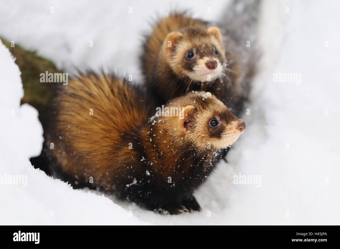 Polecats snow hi-res stock photography and images - Alamy