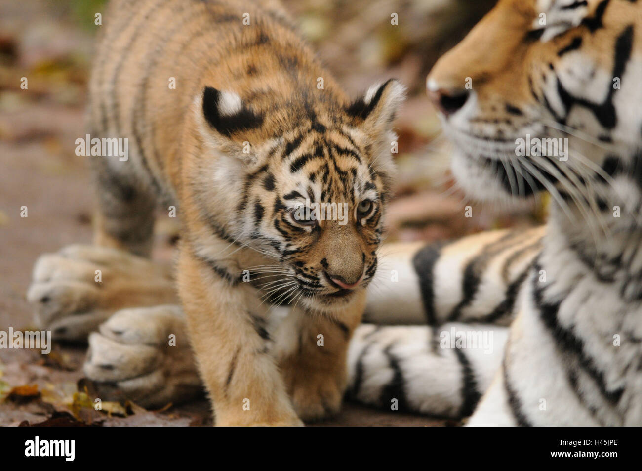 Siberian tiger, Panthera tigris altaica, young animal, front view ...
