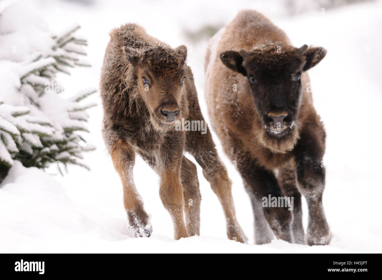 European bison, bison bonasus, young animals, snow, front view ...