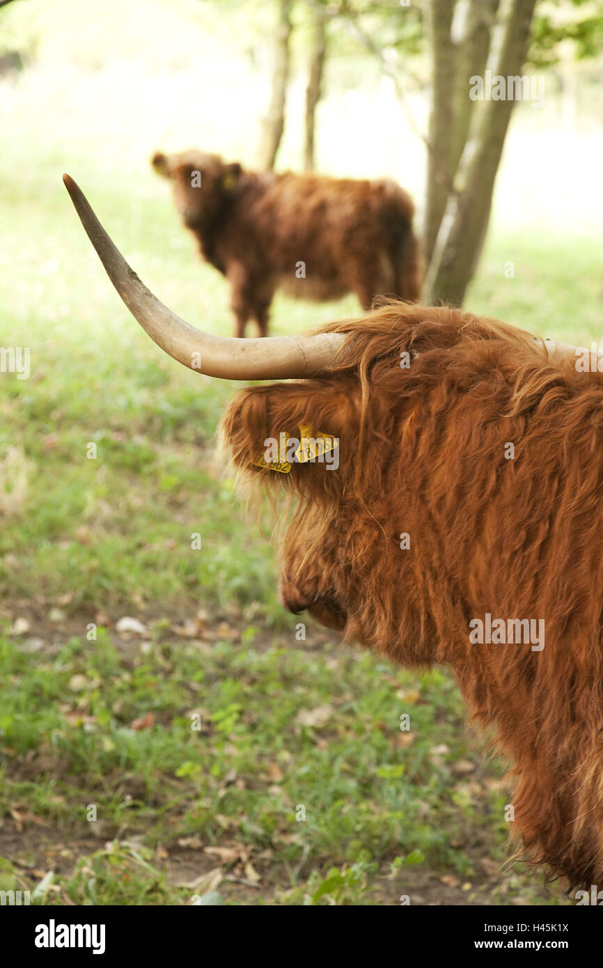 Cow, side view, detail Stock Photo - Alamy