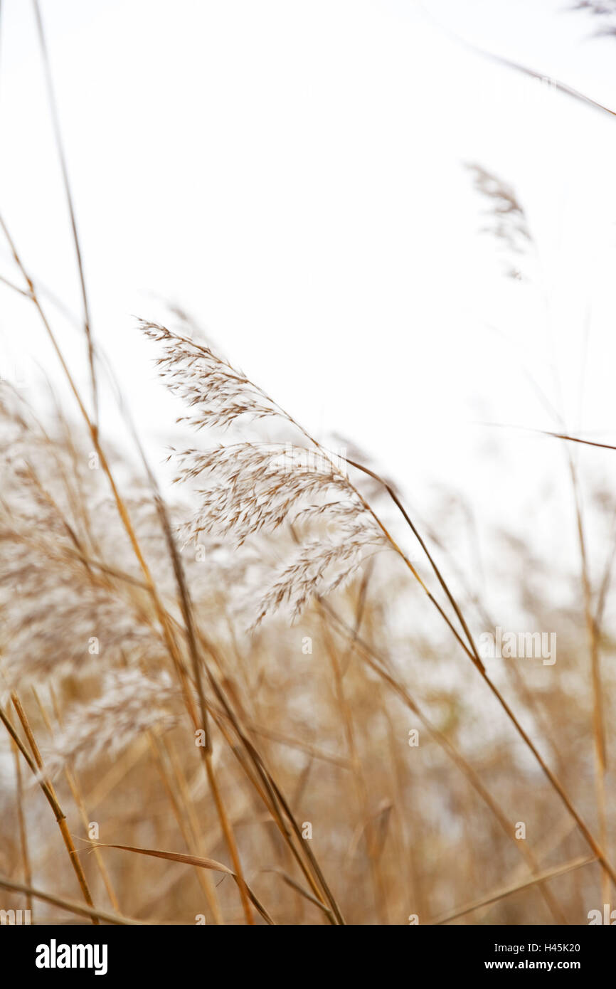Grass, medium close-up Stock Photo - Alamy