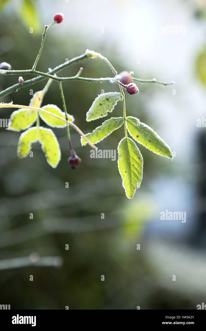 brench, leaves, berries Stock Photo - Alamy