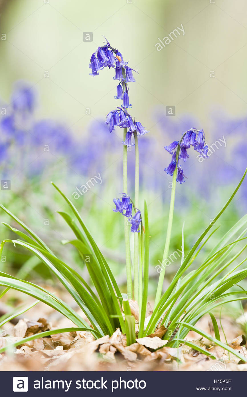 Hyacinthus Non Scripta High Resolution Stock Photography and Images - Alamy