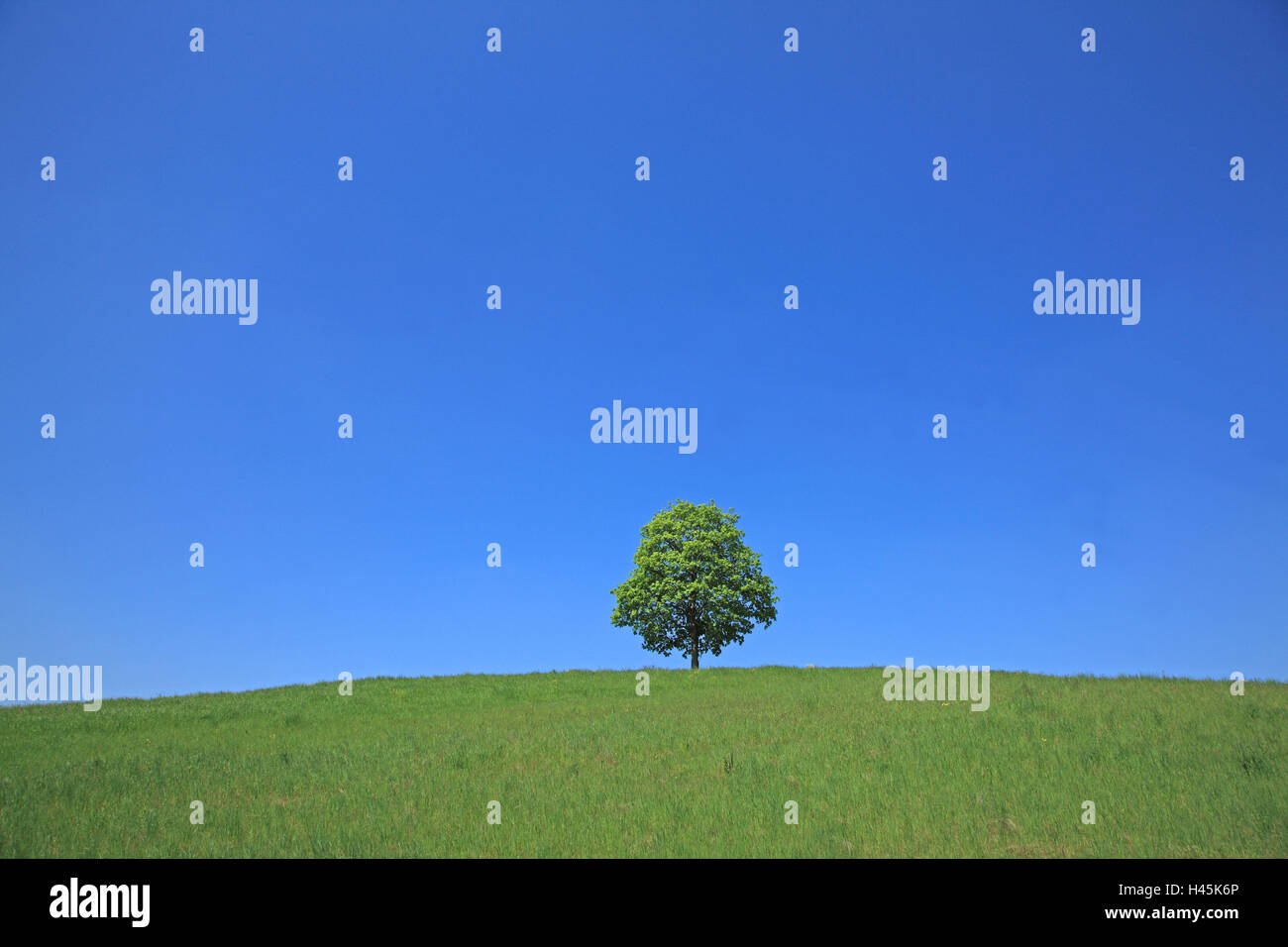 Field scenery, solitaire tree, spring, tree, scenery, meadow, broad ...
