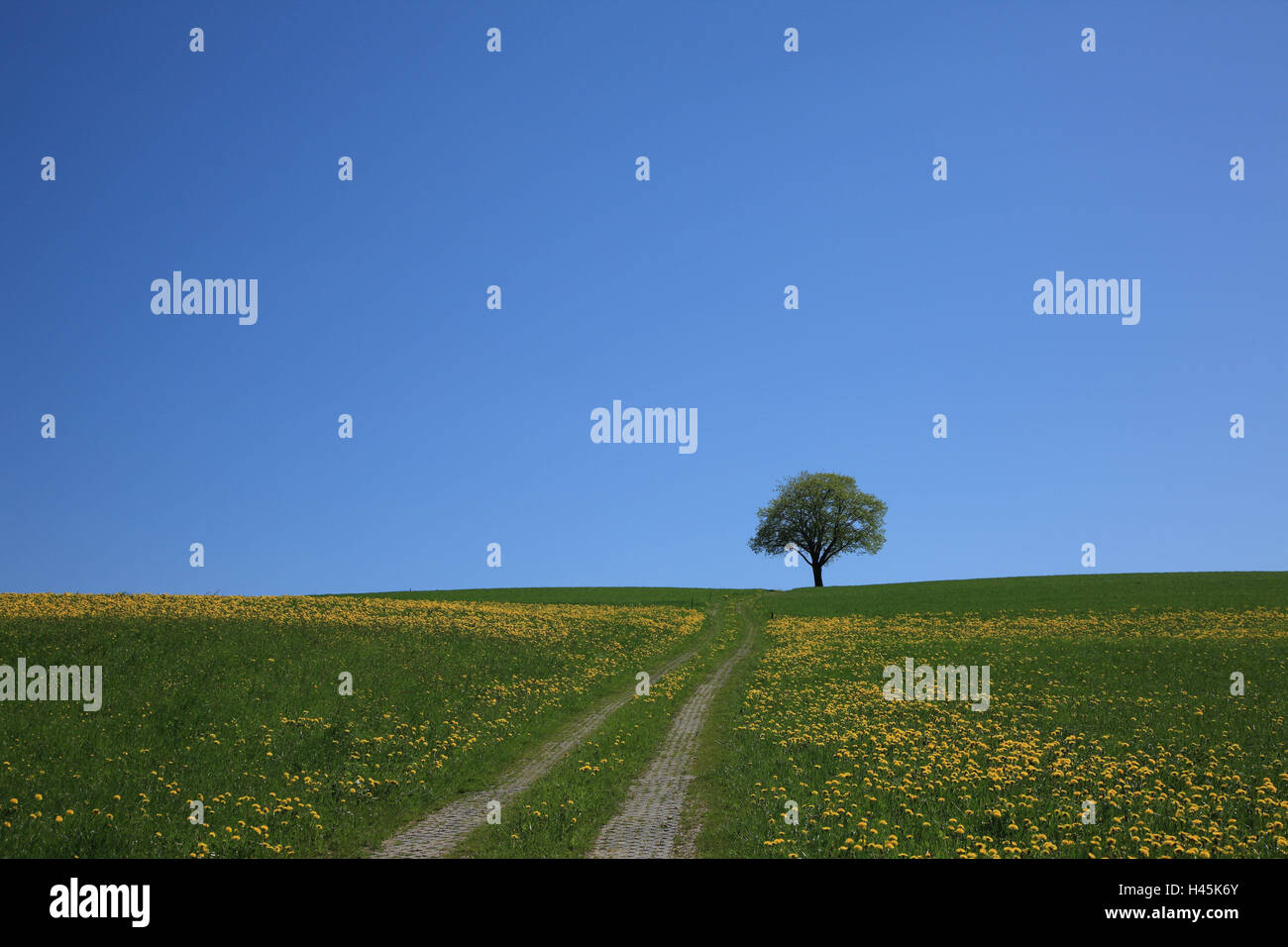 Broad country lane hi-res stock photography and images - Alamy