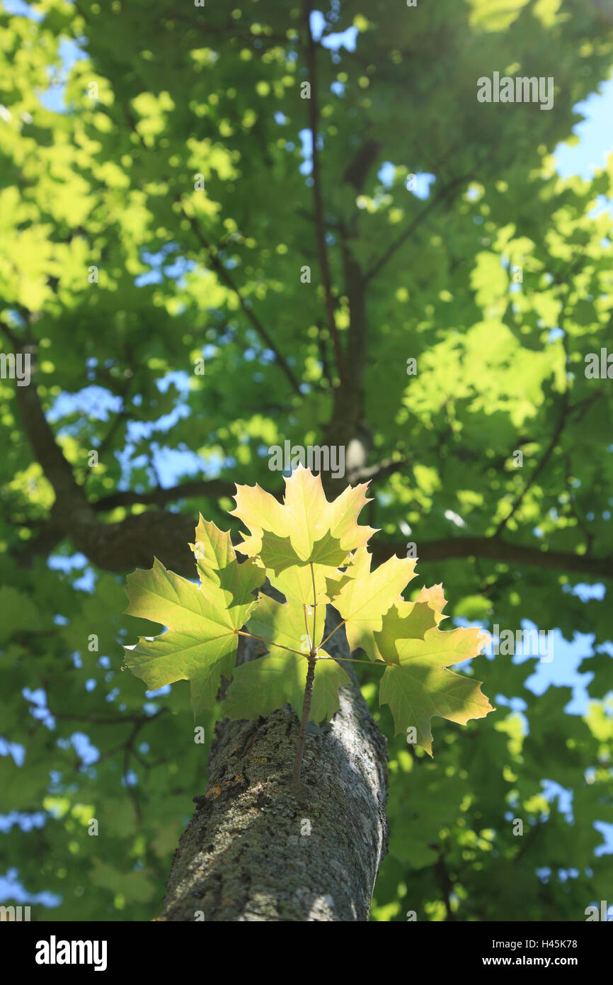 Spike maple, Acer platanoides, detail, strain, leaves, from below ...