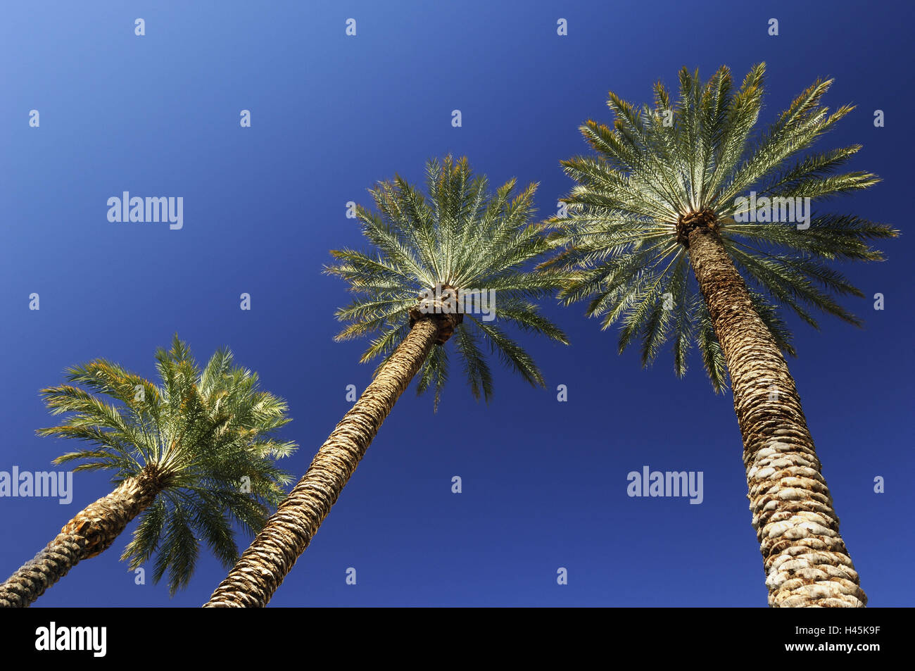 Palm strains hi-res stock photography and images - Alamy