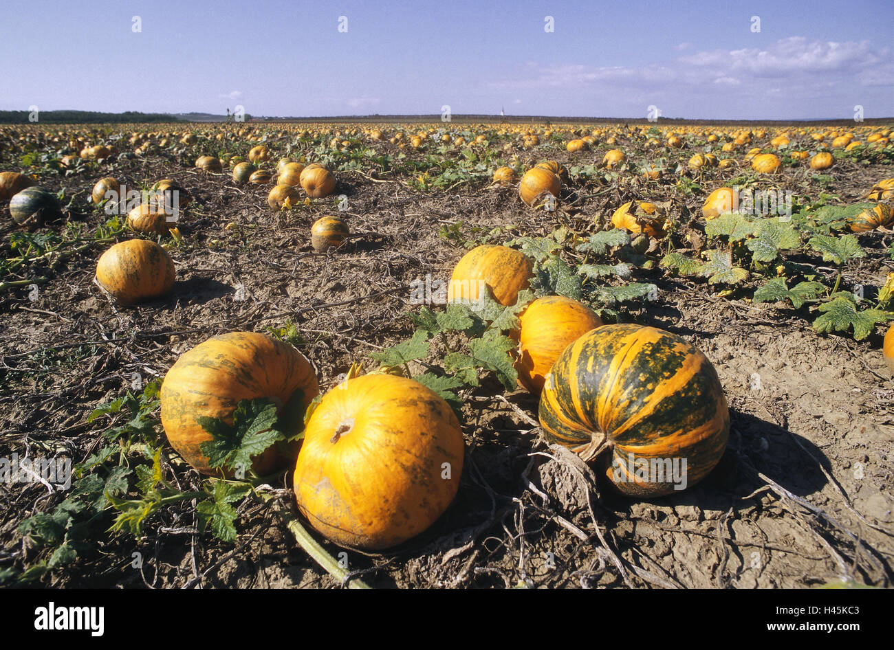 Field, pumpkins, Austria, Europe, field, pumpkin cultivation, pumpkin ...
