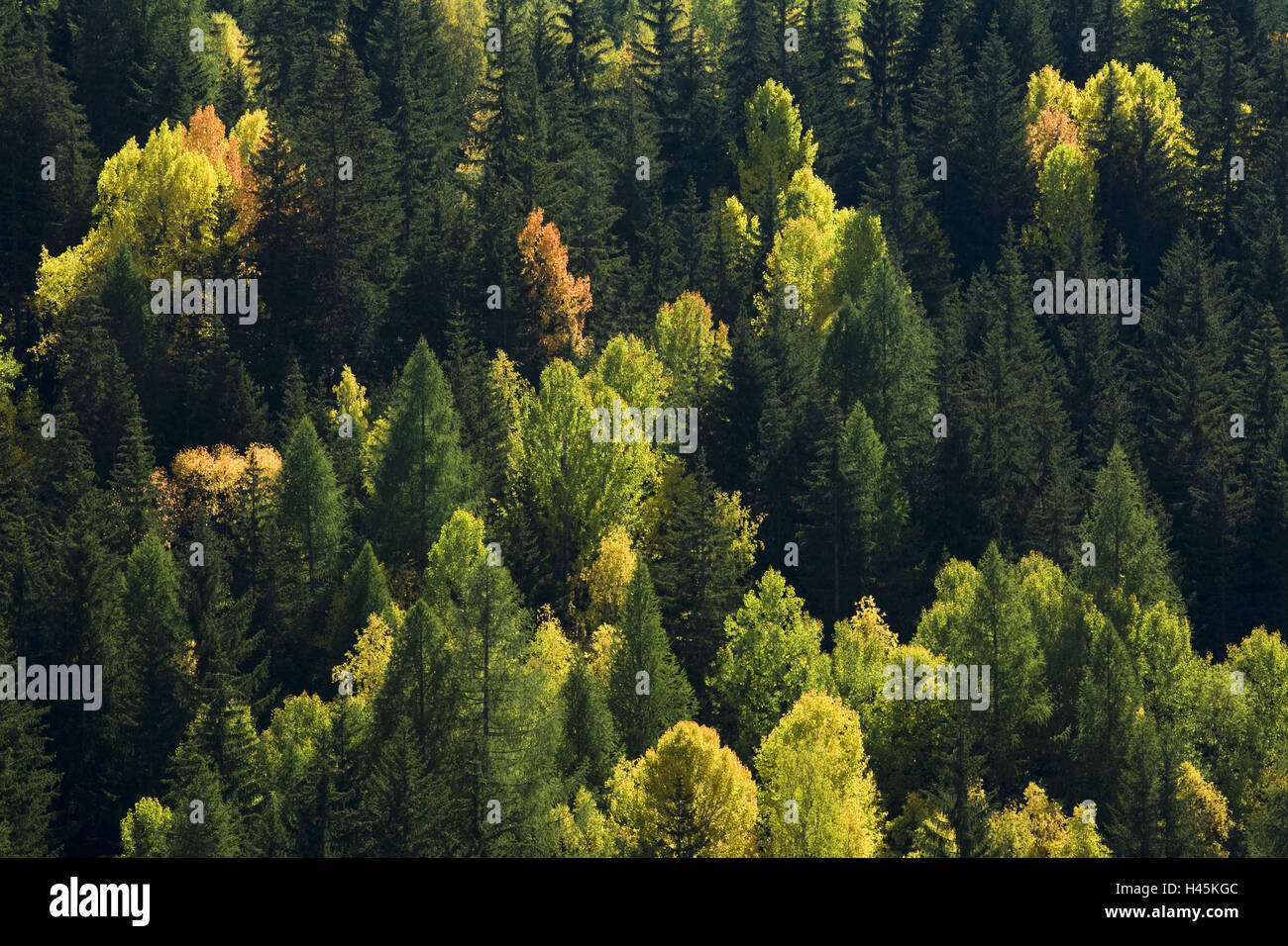 Mixed forest, detail Stock Photo - Alamy