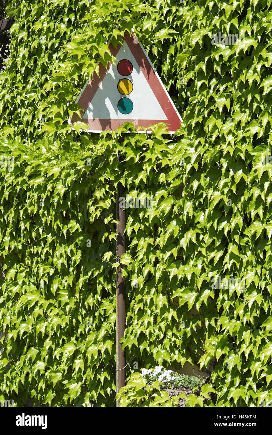 Road sign, overgrown, wild wine Stock Photo - Alamy