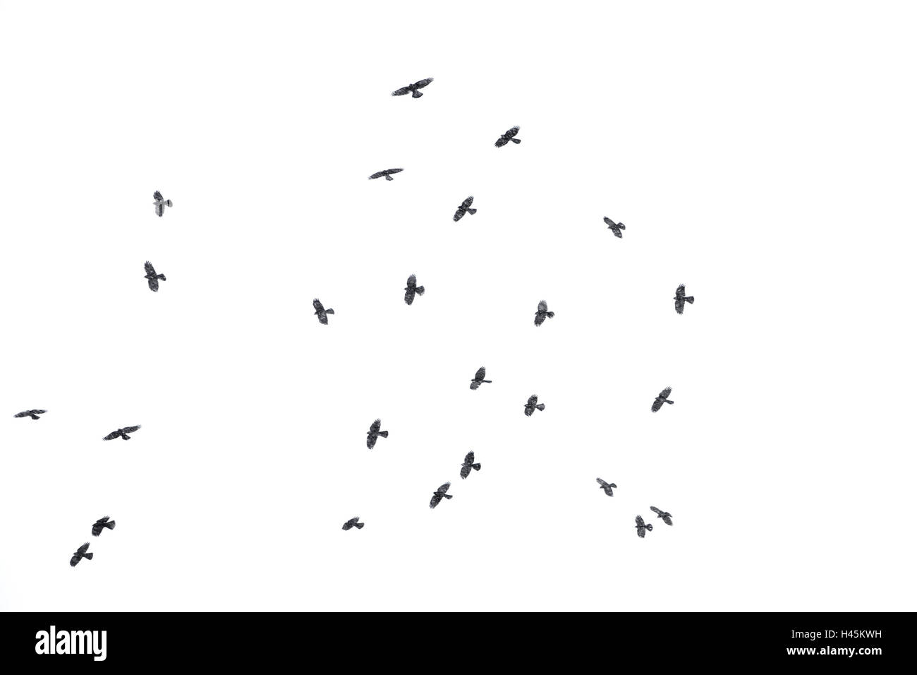 Raven silhouettes hi-res stock photography and images - Alamy