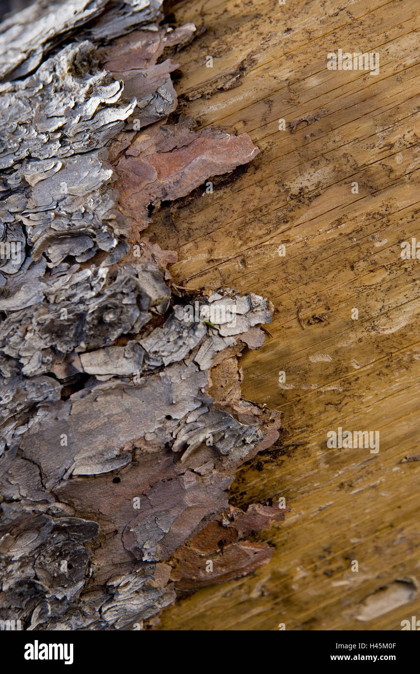 Flaky tree bark hi-res stock photography and images - Alamy
