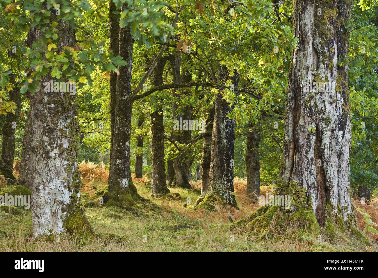 UK, Scotland, Wester Ross, Torridon, forest Stock Photo - Alamy