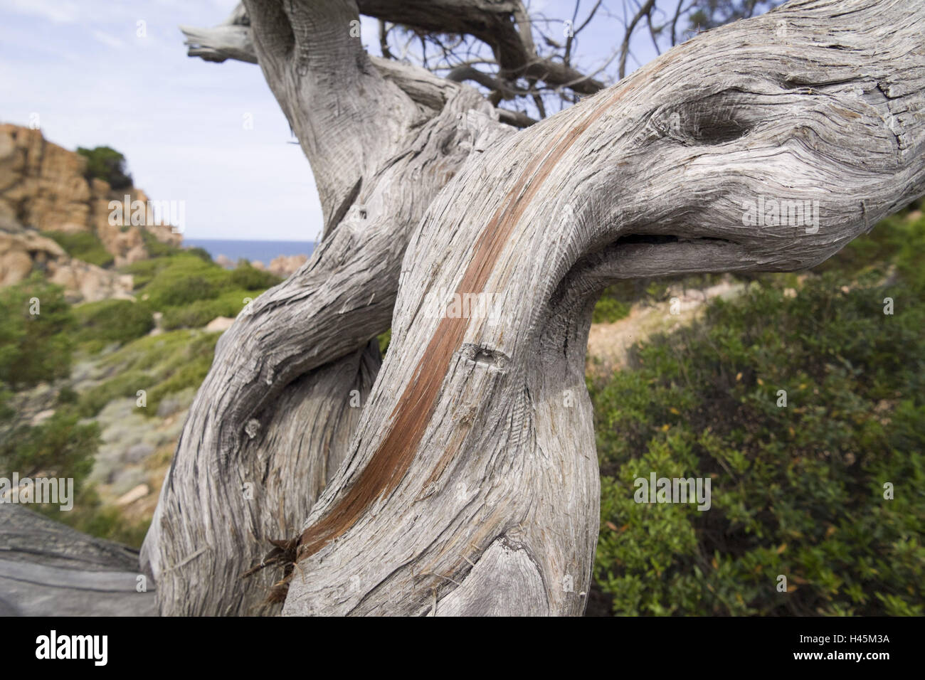 Juniper, Juniperus phoenicea Stock Photo - Alamy
