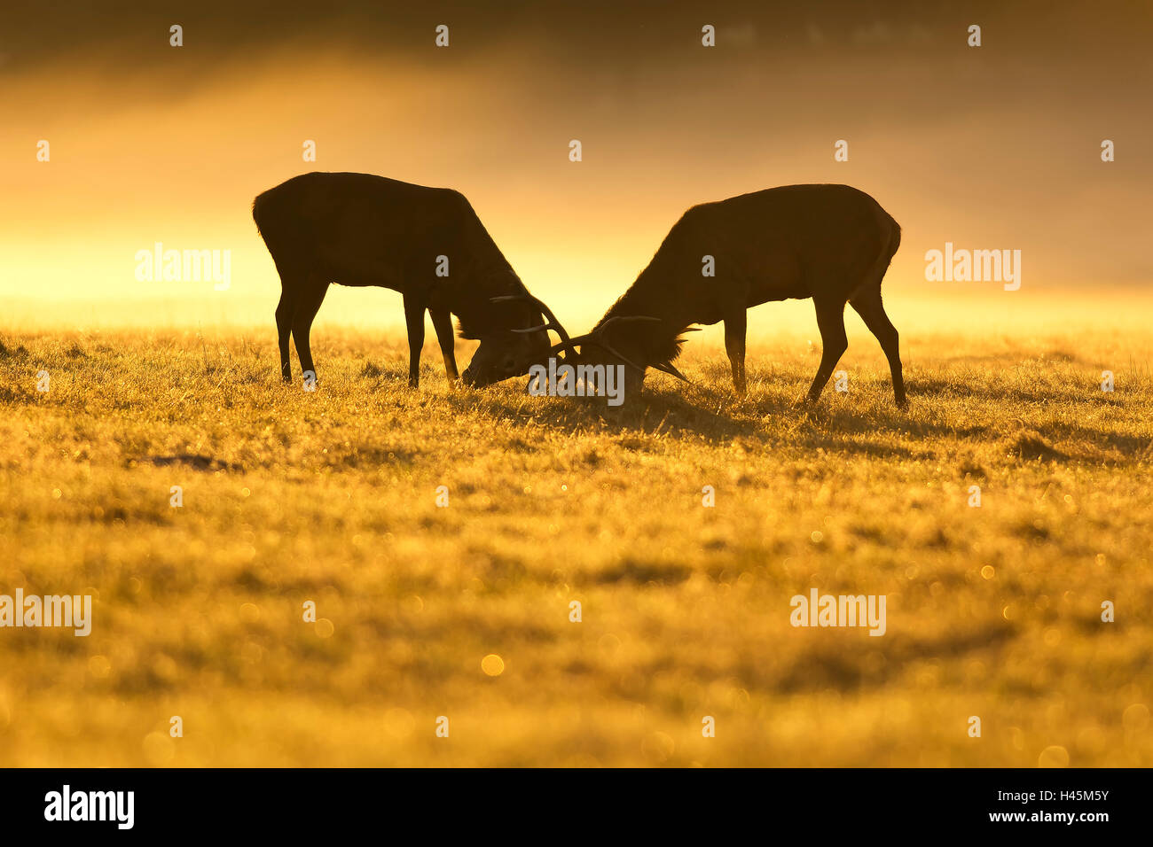 Red deer fighting during rut, UK Stock Photo - Alamy