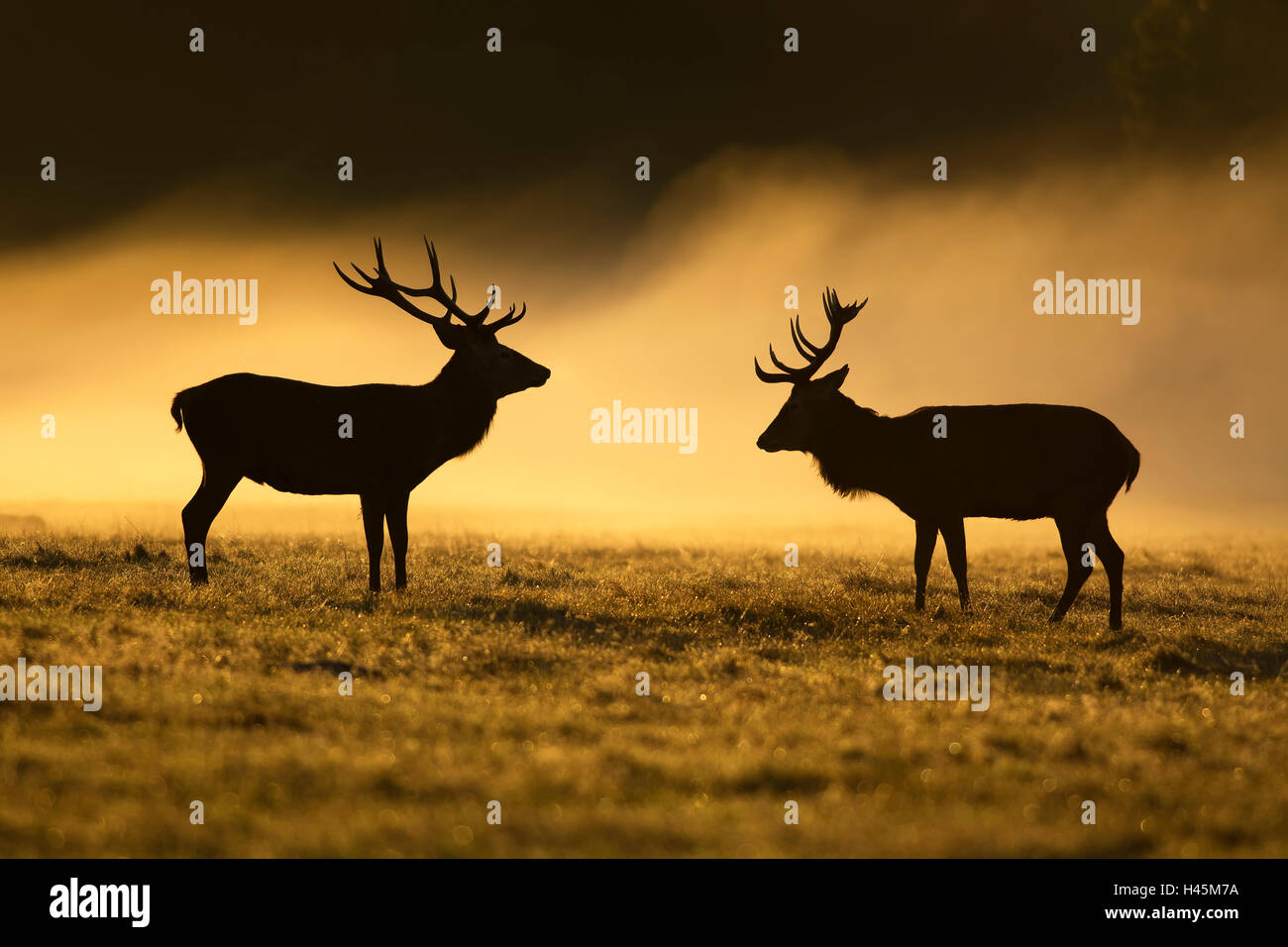 Two red deer Stock Photo - Alamy
