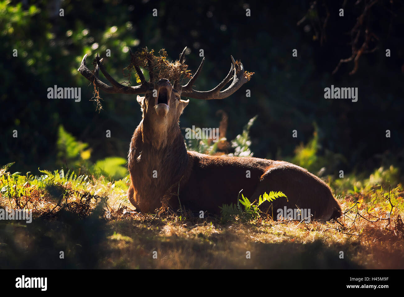 Deer in rut hi-res stock photography and images - Alamy