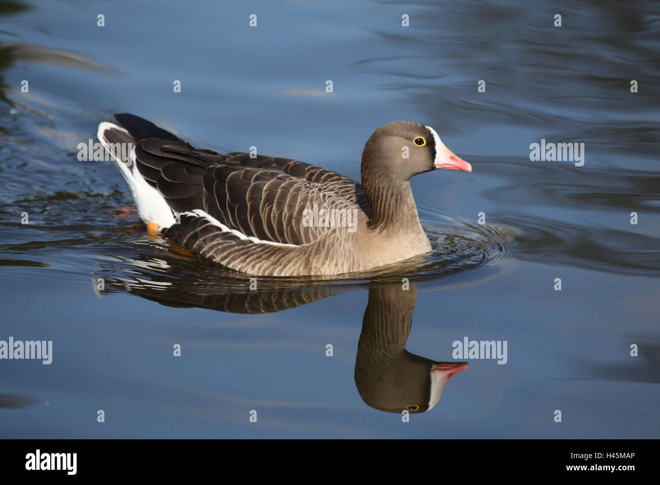 Dwarf's goose, Anser erythropus, water, swim, Zwergblässgans, bird ...