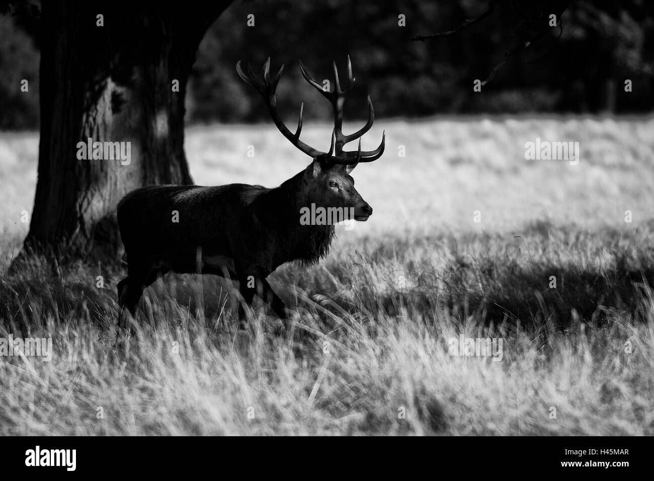 Red deer in Black and white Stock Photo - Alamy