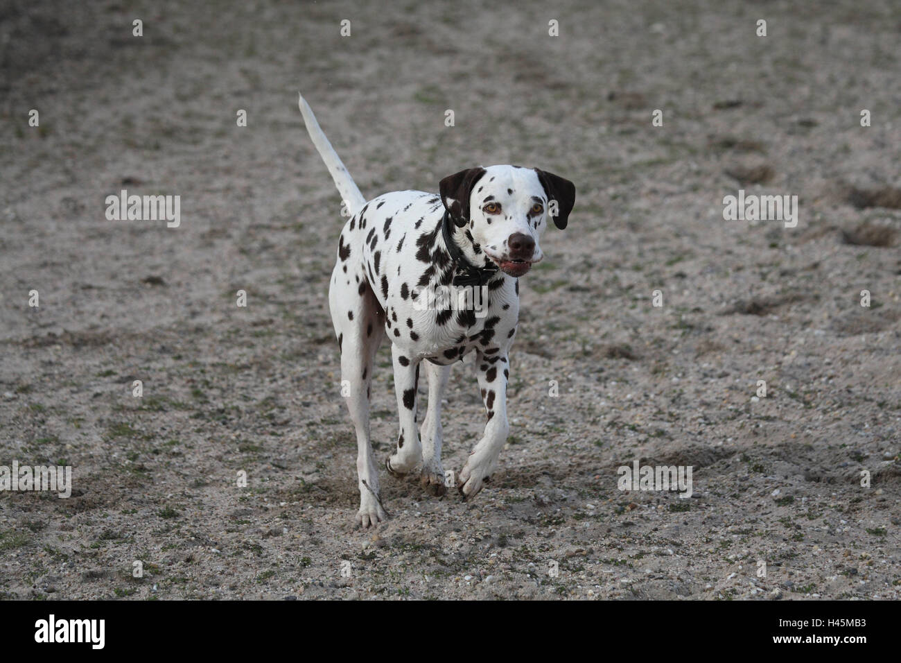 Dalmatians, run, mammal, dog, pet, animal, dog breed, pedigree dog ...