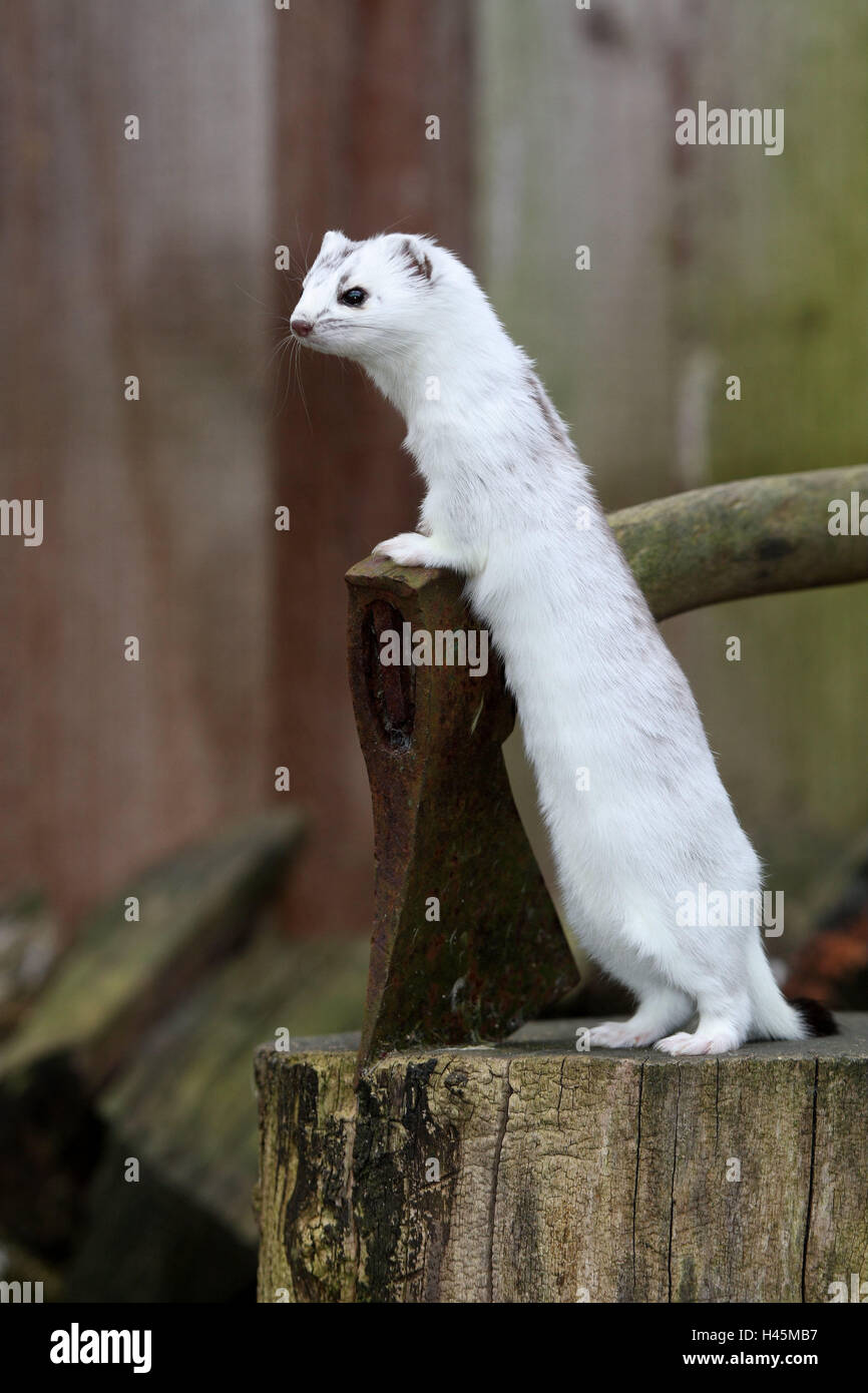 Ermine, Mustela erminea, carefully, hack floor, rock, Germany, mammal ...