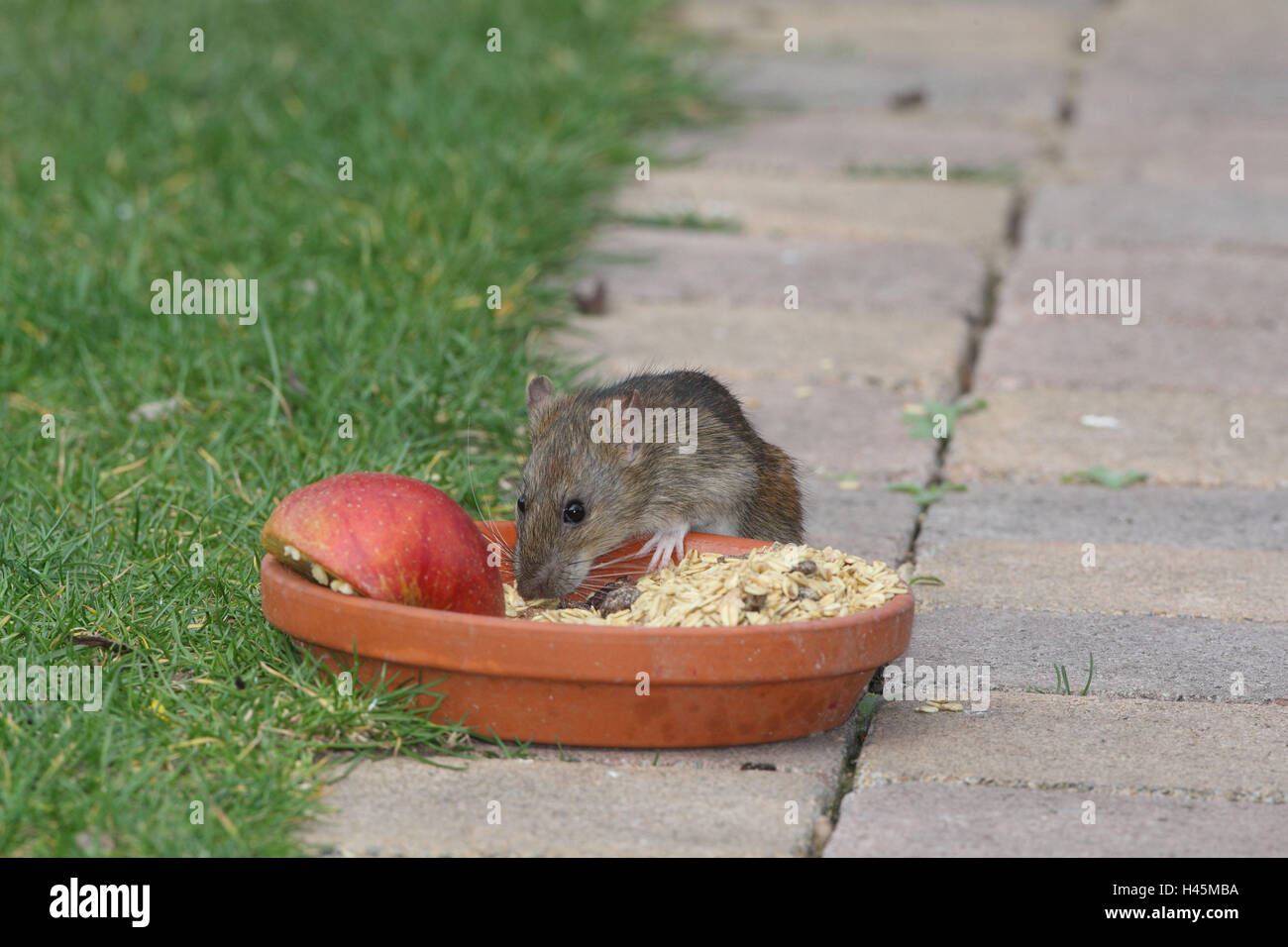 Garden, travelling rat, lining space, birdseed space, wild animal ...