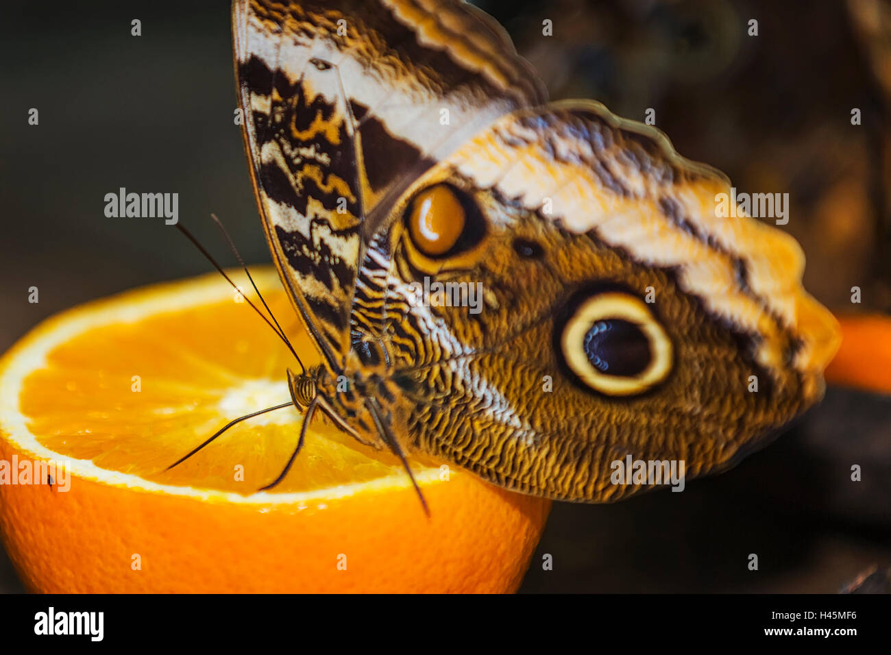 Helena Morpho (Morpho helenor carillesis) orange Stock Photo - Alamy
