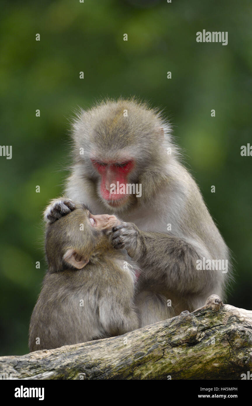 Rotgesichtsmakak, Makaka fuscata, mother animal, young animal, eyecare ...
