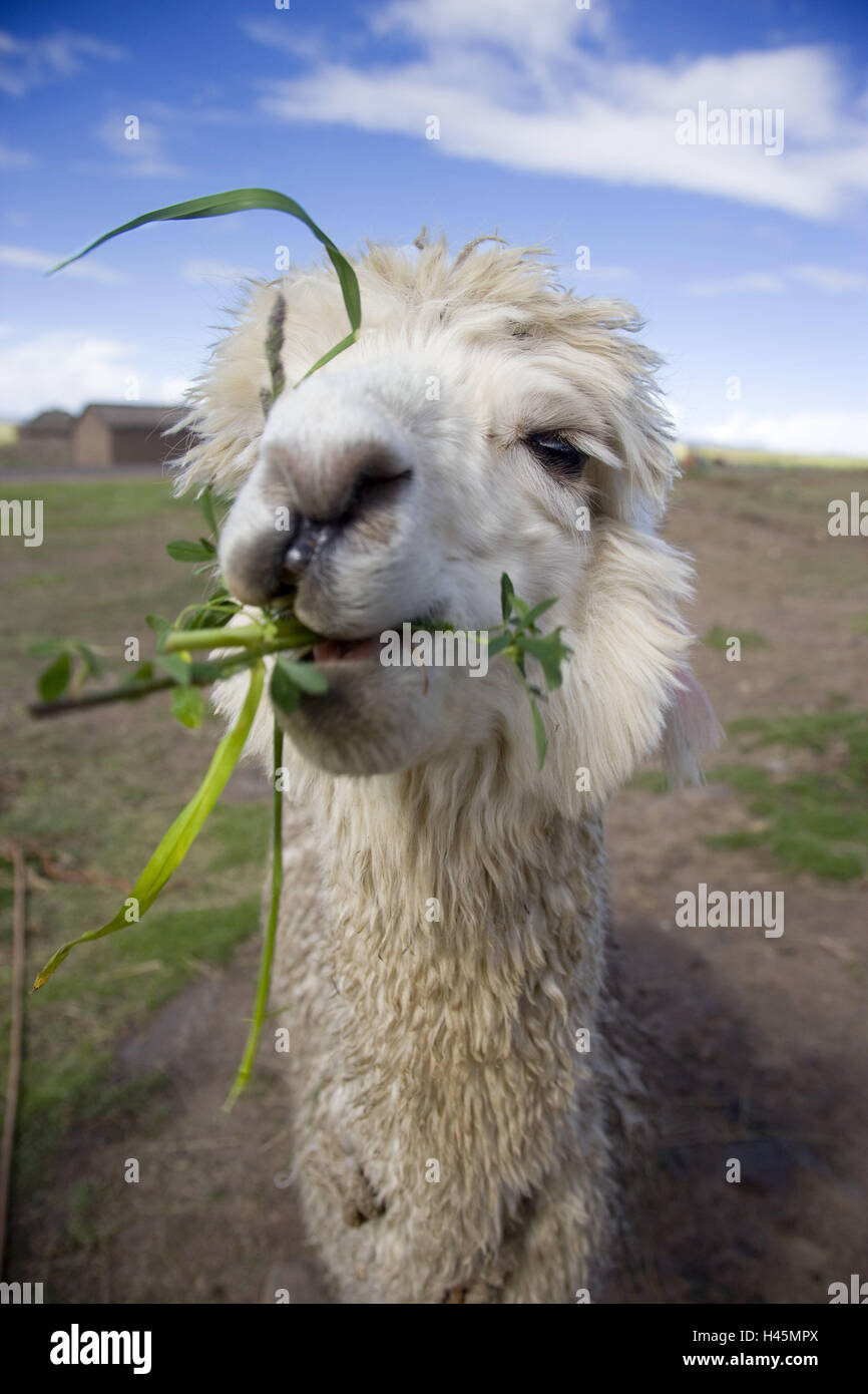 Peru, Puno, lama, grass, eat, South America, Sillustani, animal, mammal ...