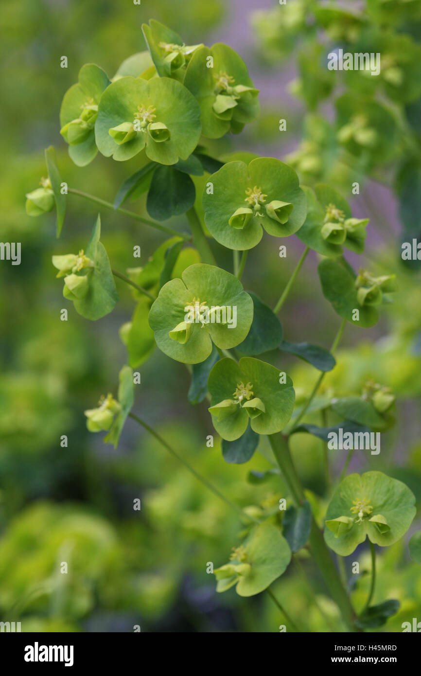 Tonsil leafy spurge hi-res stock photography and images - Alamy