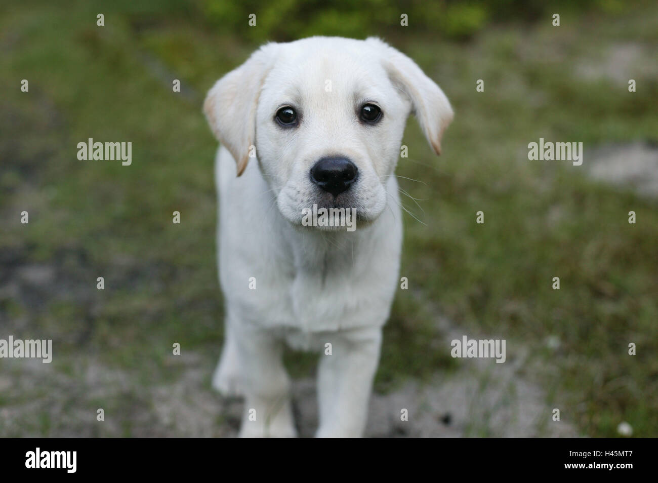 White young Labrador on a meadow Stock Photo - Alamy