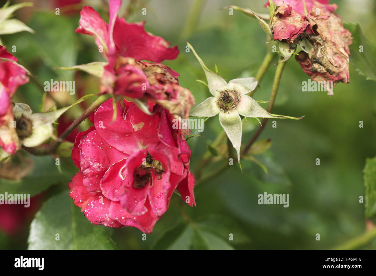 wilted roses in the shrub Stock Photo - Alamy