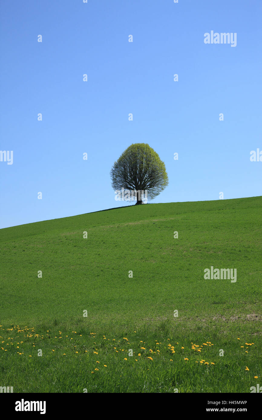 Switzerland, Emmental, field scenery, solitaire tree, meadow, field ...