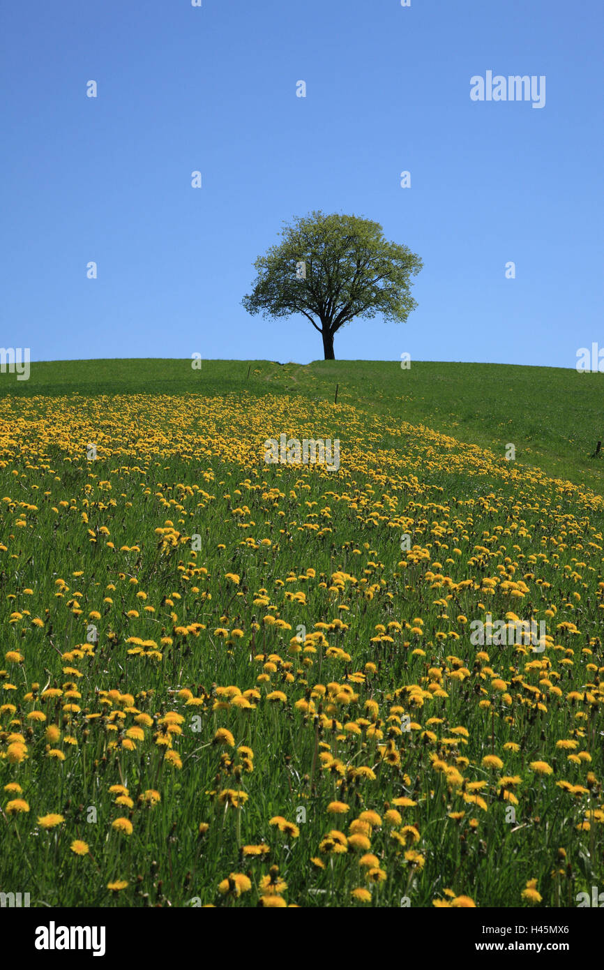 Field scenery, tree, spring, meadow, broad-leaved tree, solitaire tree ...