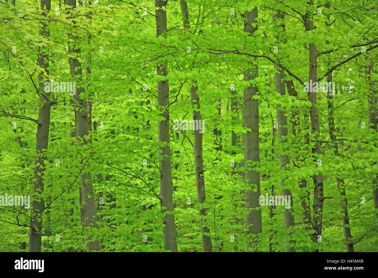 Buchenwald, detail, trunks, wood, deciduous forest, trees, broad-leaved ...