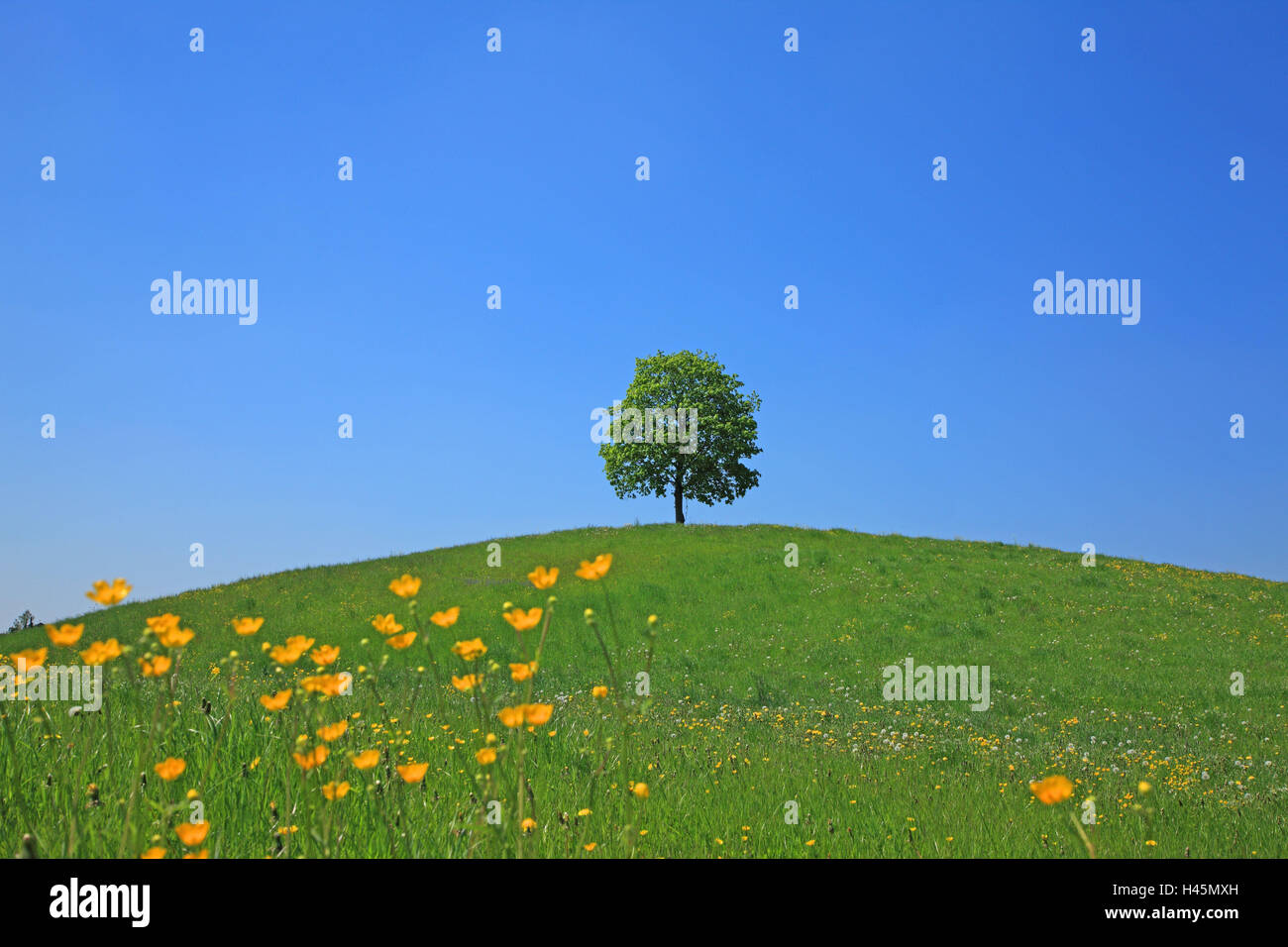 Field scenery, hill, solitaire tree, spring, tree, scenery, meadow ...
