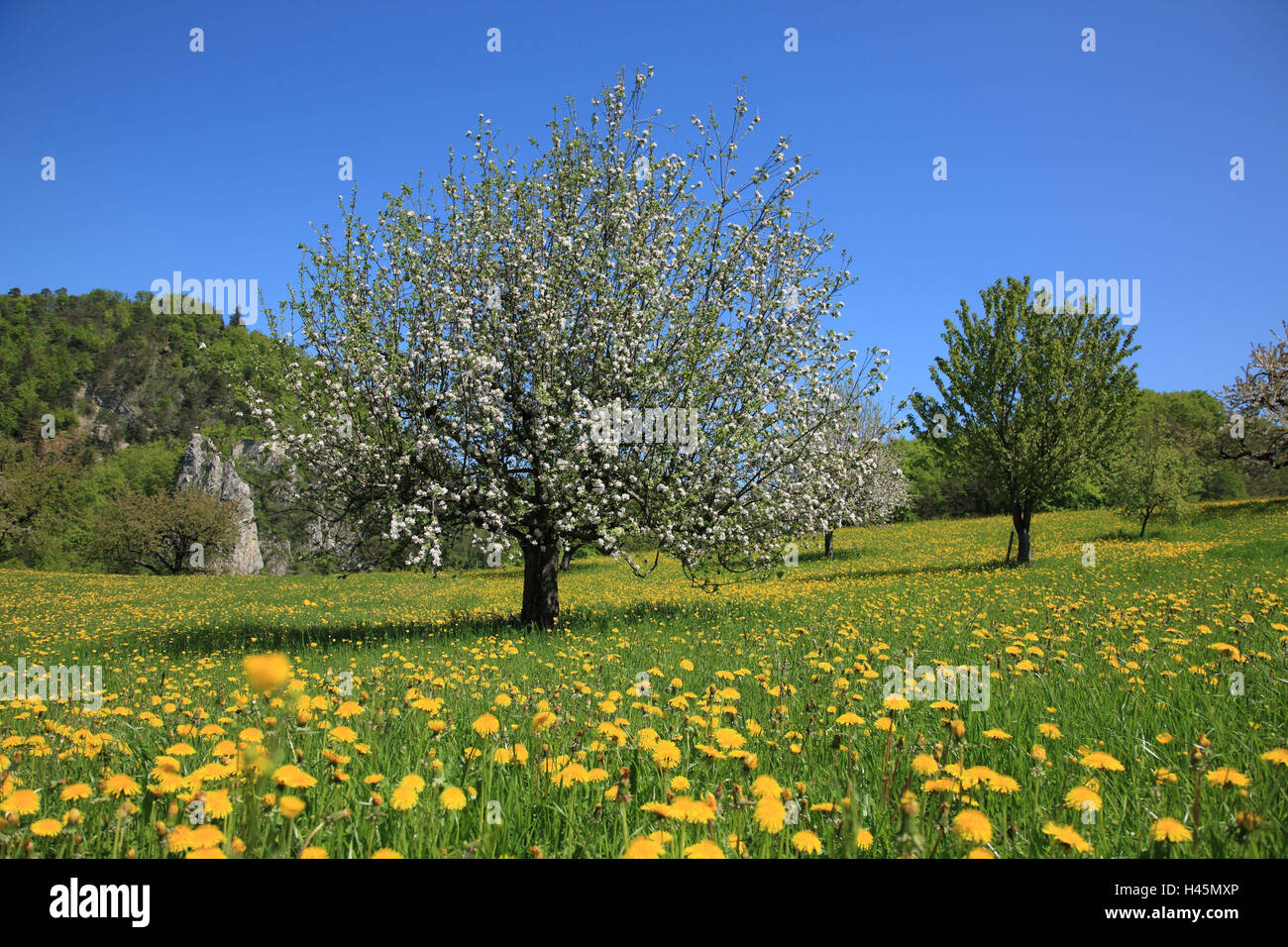 Switzerland, Basel scenery, flower meadow, apple-tree, spring ...